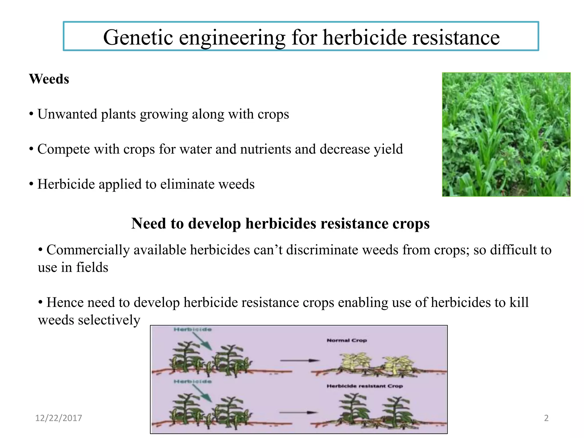 Genetic engineering strategies for biotic stress resistance in plants | PPT