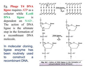 Genetic Engineering tools commonly used in Biotechnology.pptx