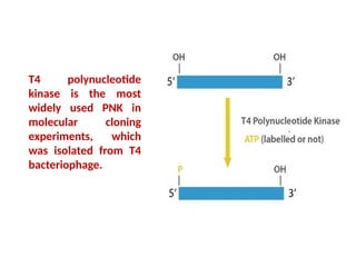 Genetic Engineering tools commonly used in Biotechnology.pptx