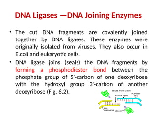 Genetic Engineering tools commonly used in Biotechnology.pptx