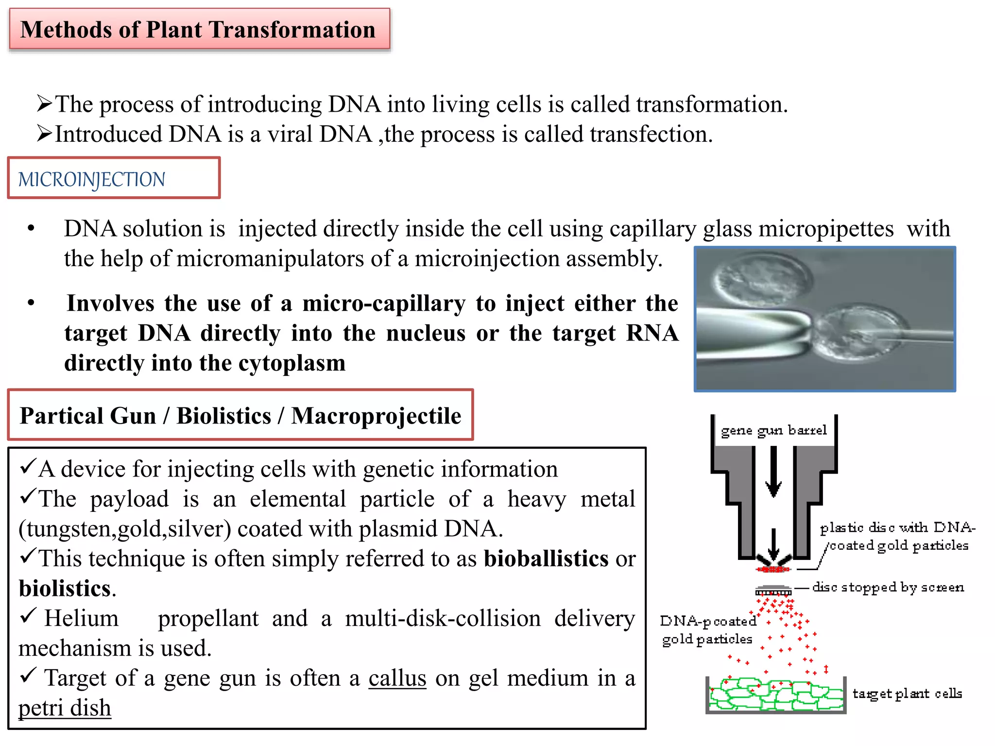 Genetic engineering & transgenic breeding | PPTX