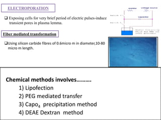 Genetic engineering & transgenic breeding | PPTX