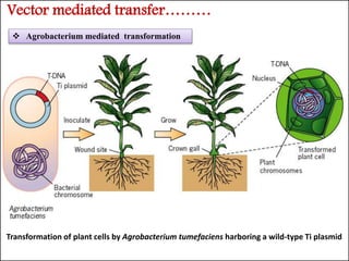 Genetic engineering & transgenic breeding | PPTX