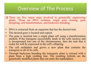 Genetic engineering & transgenic breeding | PPTX