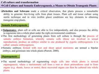 Genetic engineering & transgenic breeding | PPTX