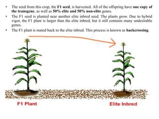 Genetic engineering & transgenic breeding | PPTX