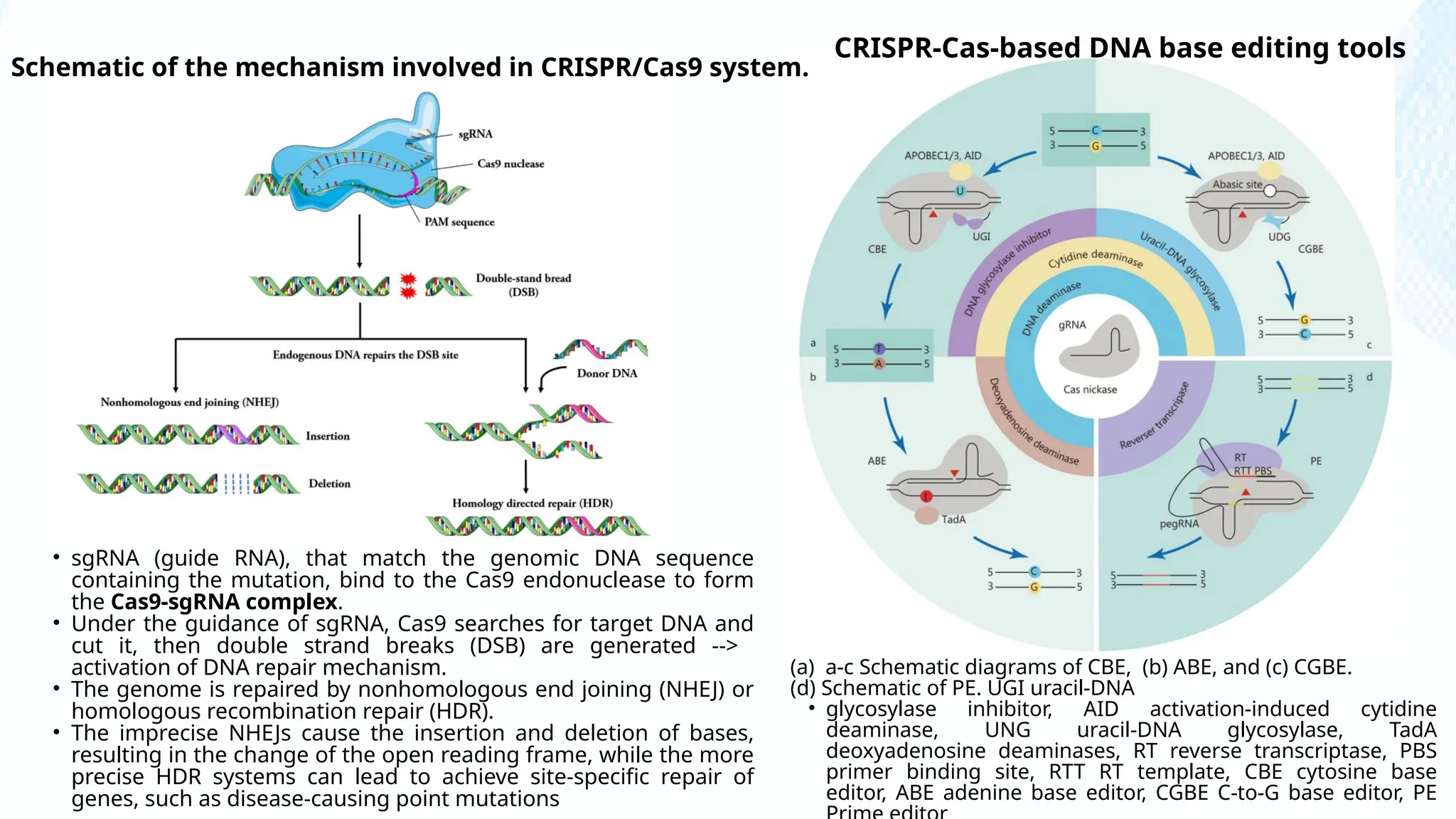 GENETIC ENGINEERING GENOME EDITING CRISPR/Cas9.pptx