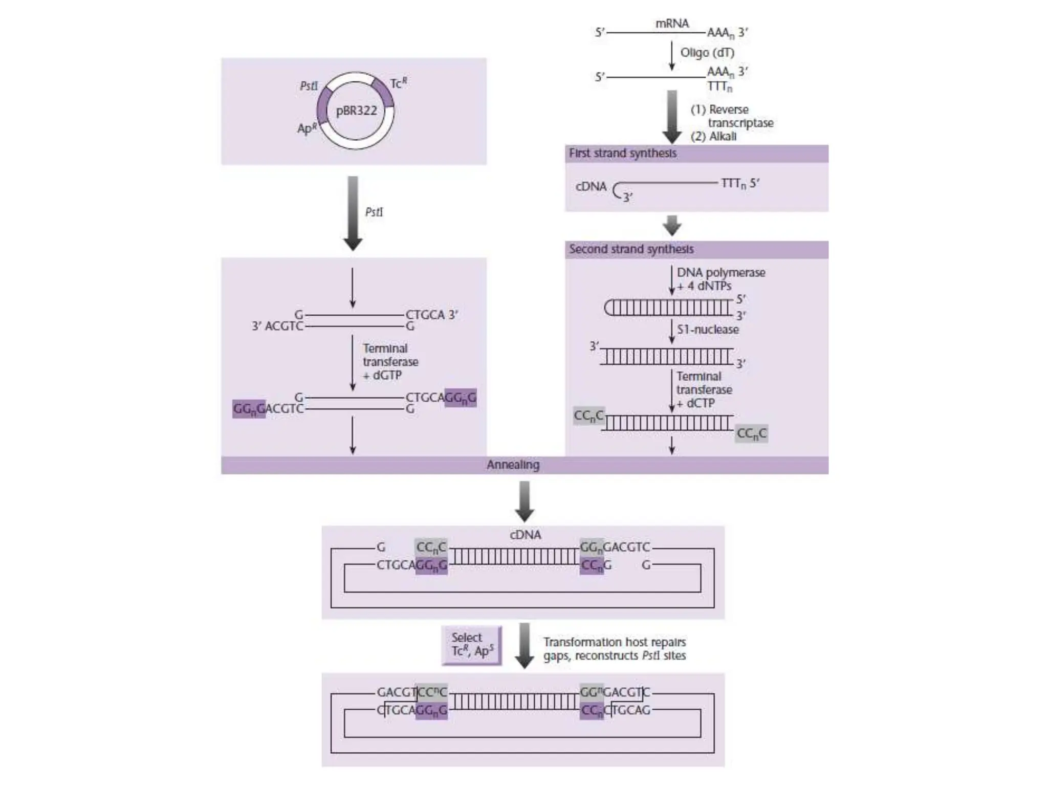 genetic_engineering__unit_3__lecture_1.ppt