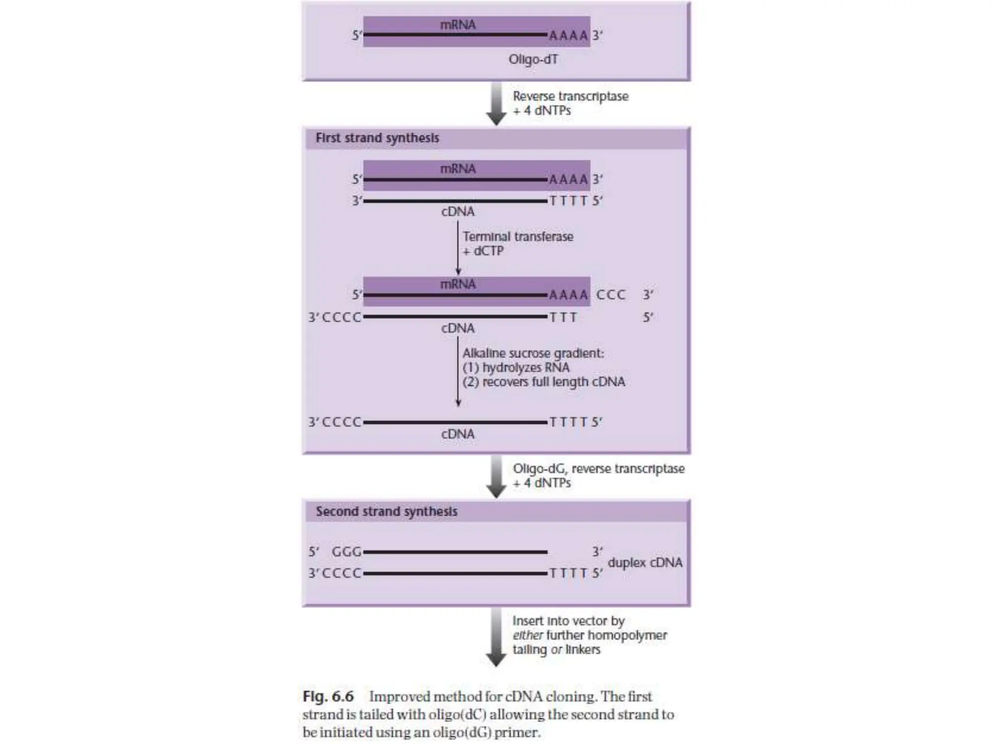 genetic_engineering__unit_3__lecture_1.ppt