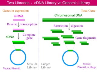 genetic_engineering__unit_3__lecture_1.ppt