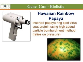 Genetic Engineering with Plant Viruses, M. Rafi.pptx