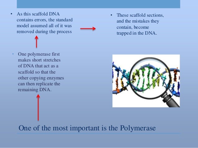 Genetic errors due to DNA Polymerase