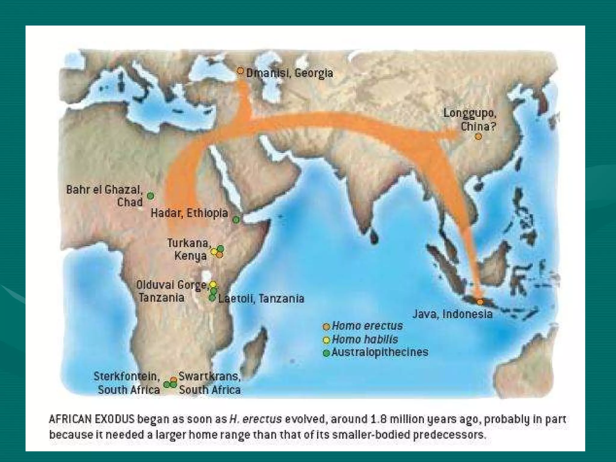 Genetic Evidence For Theories Of Human Dispersal | PPT