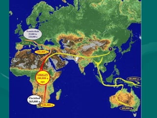 Genetic Evidence For Theories Of Human Dispersal | PPT