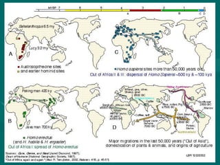 Genetic Evidence For Theories Of Human Dispersal | PPT