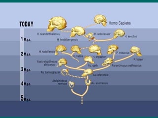 Genetic Evidence For Theories Of Human Dispersal | PPT