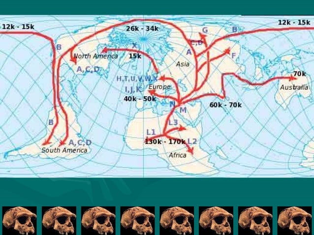 Genetic Evidence For Theories Of Human Dispersal | PPT