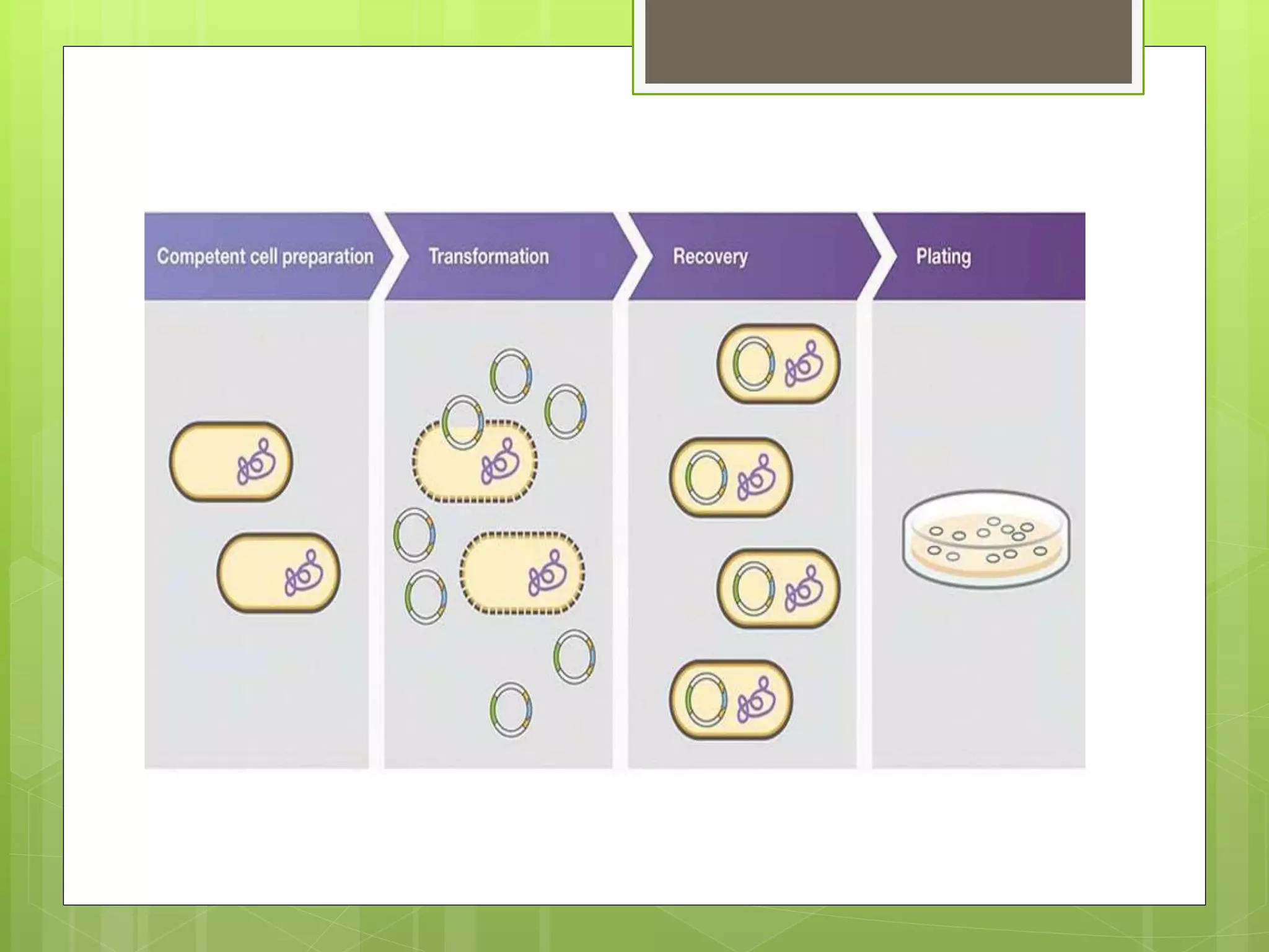Genetic exchange in prokayotes | PPTX
