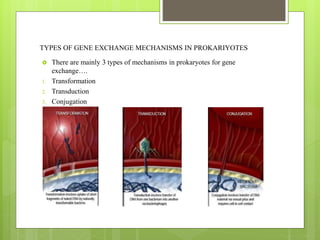Genetic exchange in prokayotes | PPTX