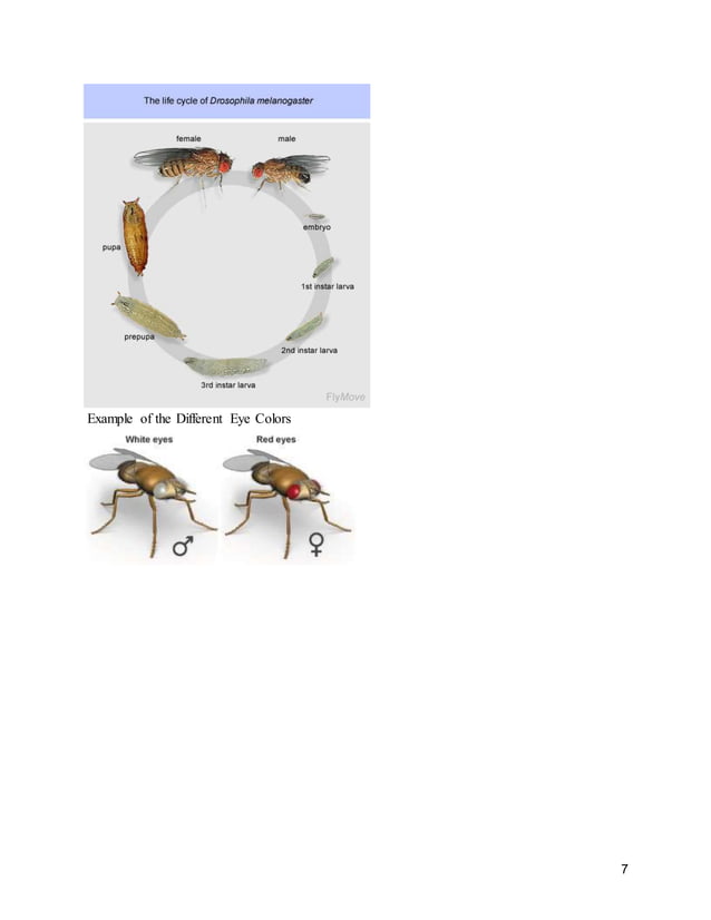 Genetic experiment on the offspring of drosophila melanogaster | PDF
