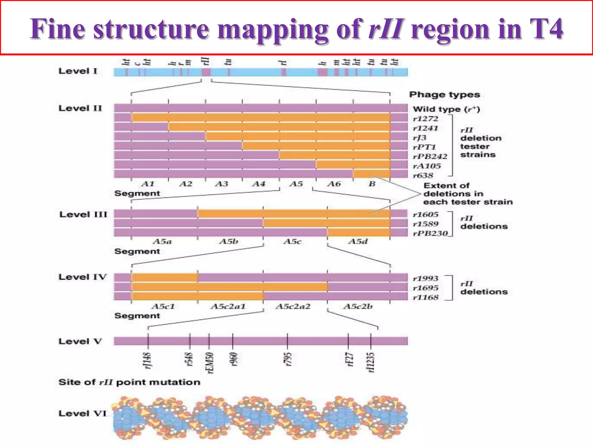 Genetic fine str. analysis & complementation | PPTX