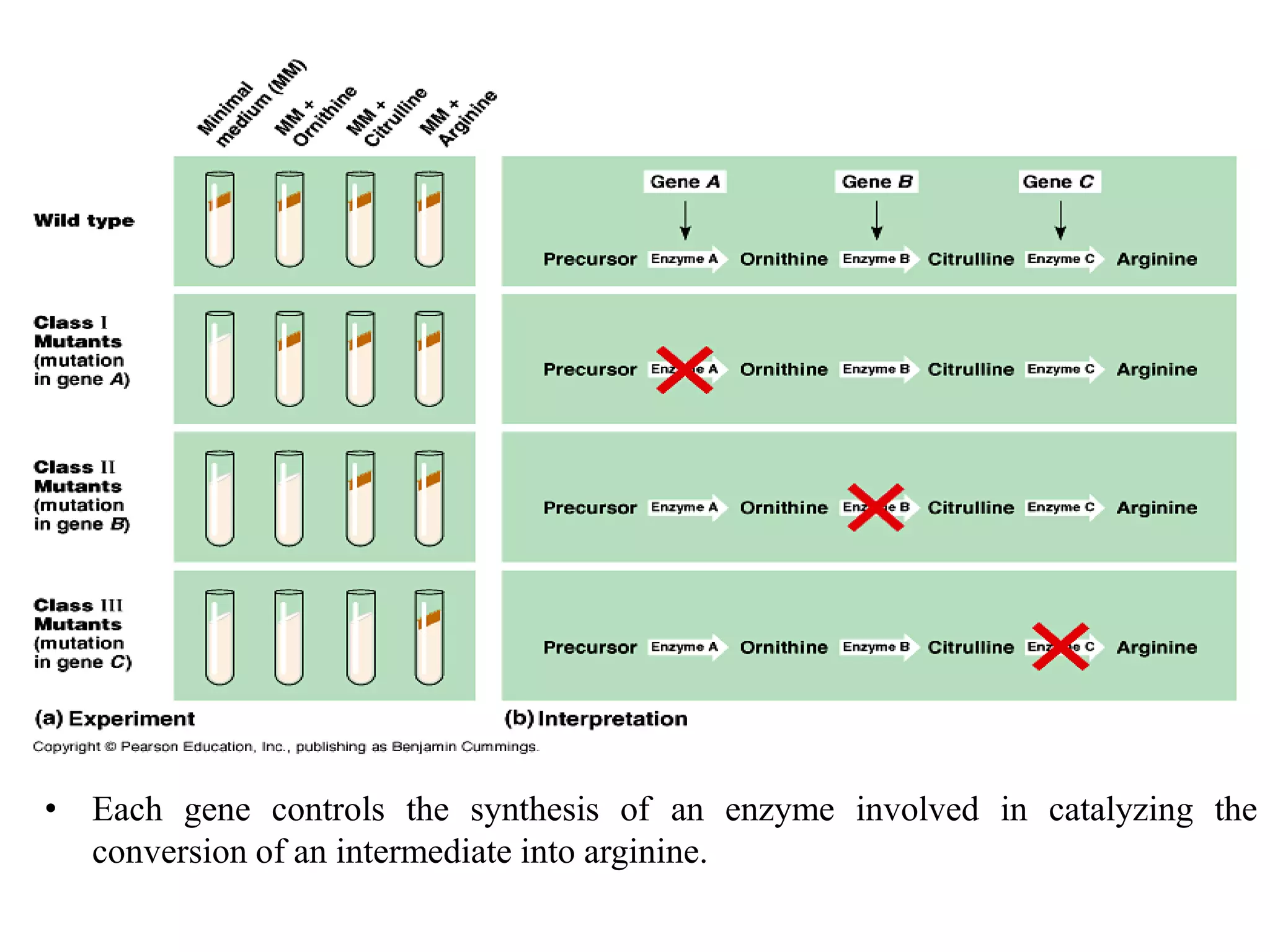 Genetic fine str. analysis & complementation | PPTX