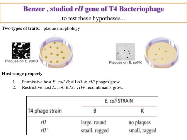 Genetic Fine Str Analysis And Complementation