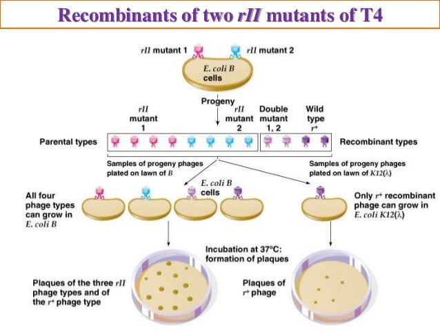 Genetic fine str. analysis & complementation