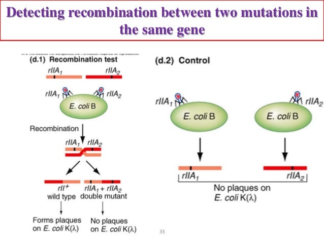 Genetic fine str. analysis & complementation