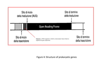 Genetic fine structure | PPTX