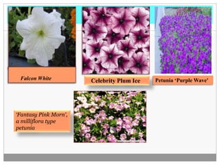 Genetic improvement, achivements and hybrid seed production in petunia ...