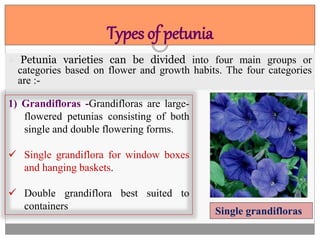 Genetic improvement, achivements and hybrid seed production in petunia ...