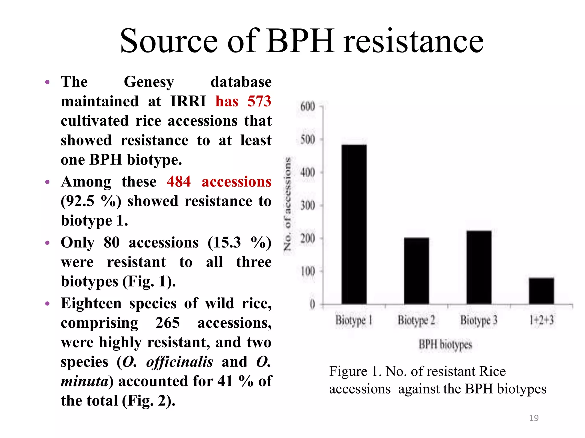 Genetic improvement for bph tolerance in rice | PPTX
