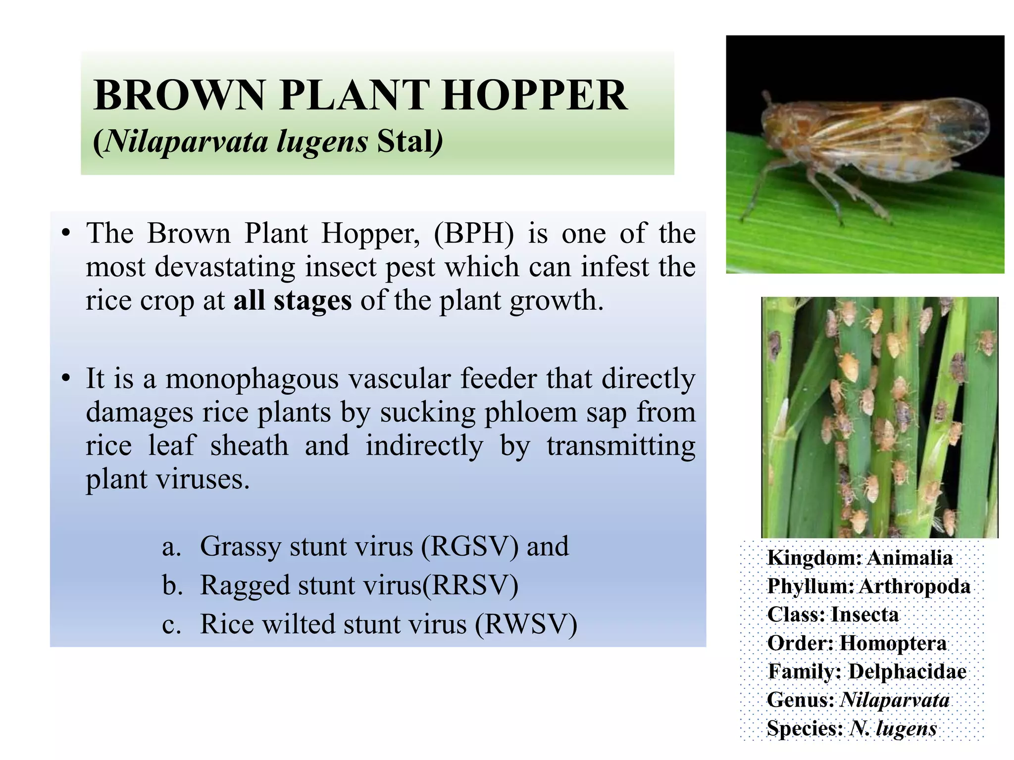 Genetic improvement for bph tolerance in rice | PPTX