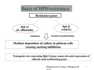 Genetic improvement for bph tolerance in rice | PPTX