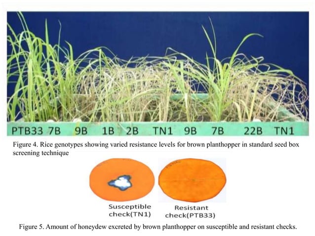 Genetic improvement for bph tolerance in rice | PPTX