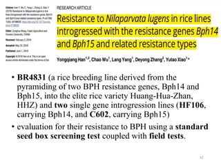 Genetic improvement for bph tolerance in rice | PPTX