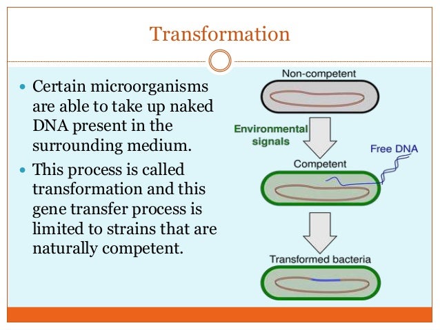 Genetic improvement of microbial strains