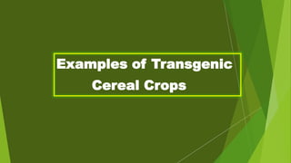 Genetic Improvement through Biotechnology in Cereal Crops | PPTX