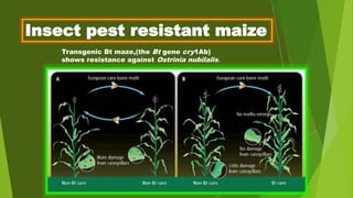 Genetic Improvement through Biotechnology in Cereal Crops | PPTX