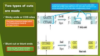 Genetic Improvement through Biotechnology in Cereal Crops | PPTX