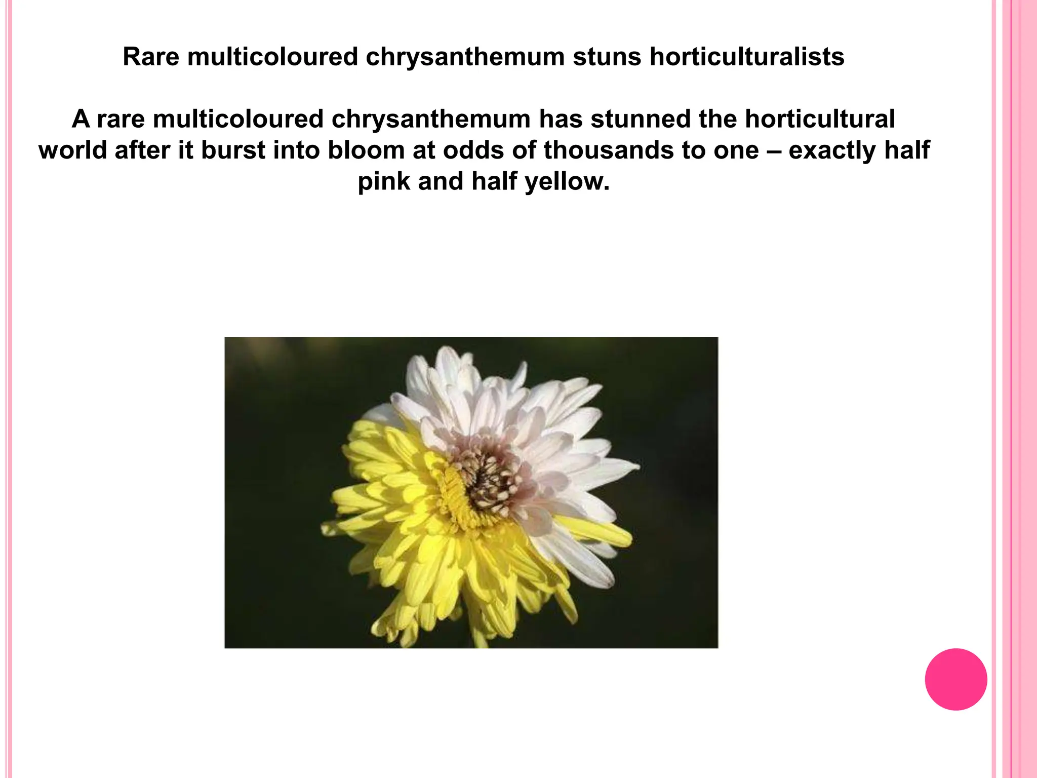 Genetic_inheritance_of_flower_colour.ppt