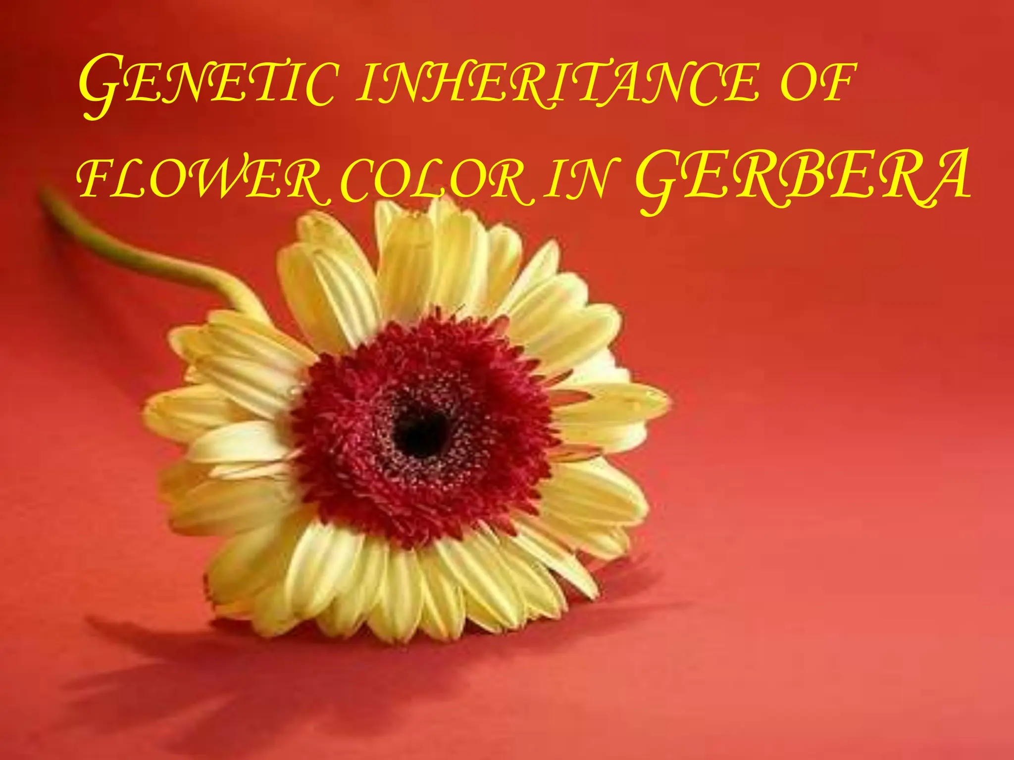 Genetic_inheritance_of_flower_colour.ppt