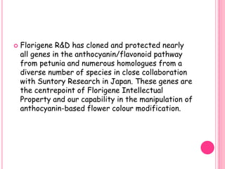 Genetic_inheritance_of_flower_colour.ppt