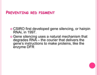 Genetic_inheritance_of_flower_colour.ppt