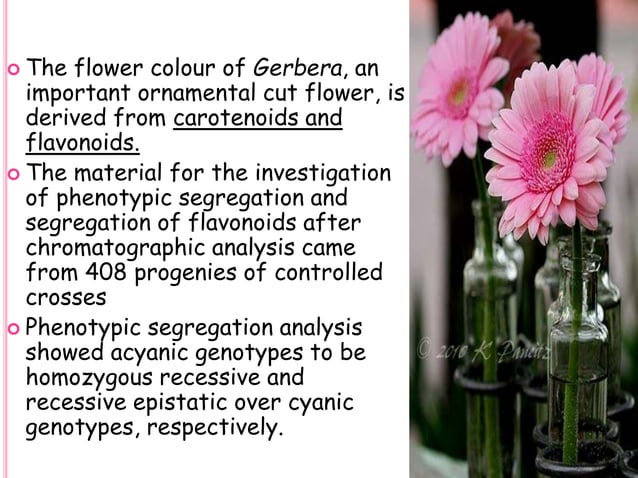 Genetic_inheritance_of_flower_colour.ppt | Flower Shopping | Shopping