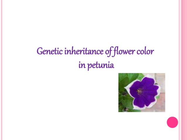 Genetic_inheritance_of_flower_colour.ppt | Flower Shopping | Shopping