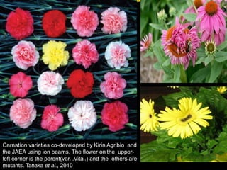 Genetic inheritance of flower doubleness and fragrance | PPTX
