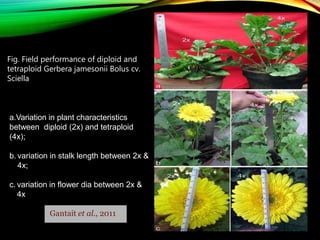 Genetic inheritance of flower doubleness and fragrance | PPTX