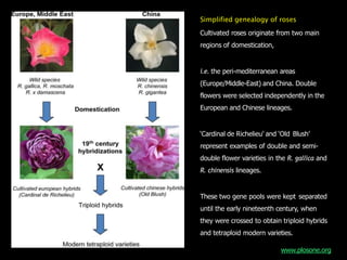 Genetic inheritance of flower doubleness and fragrance | PPTX